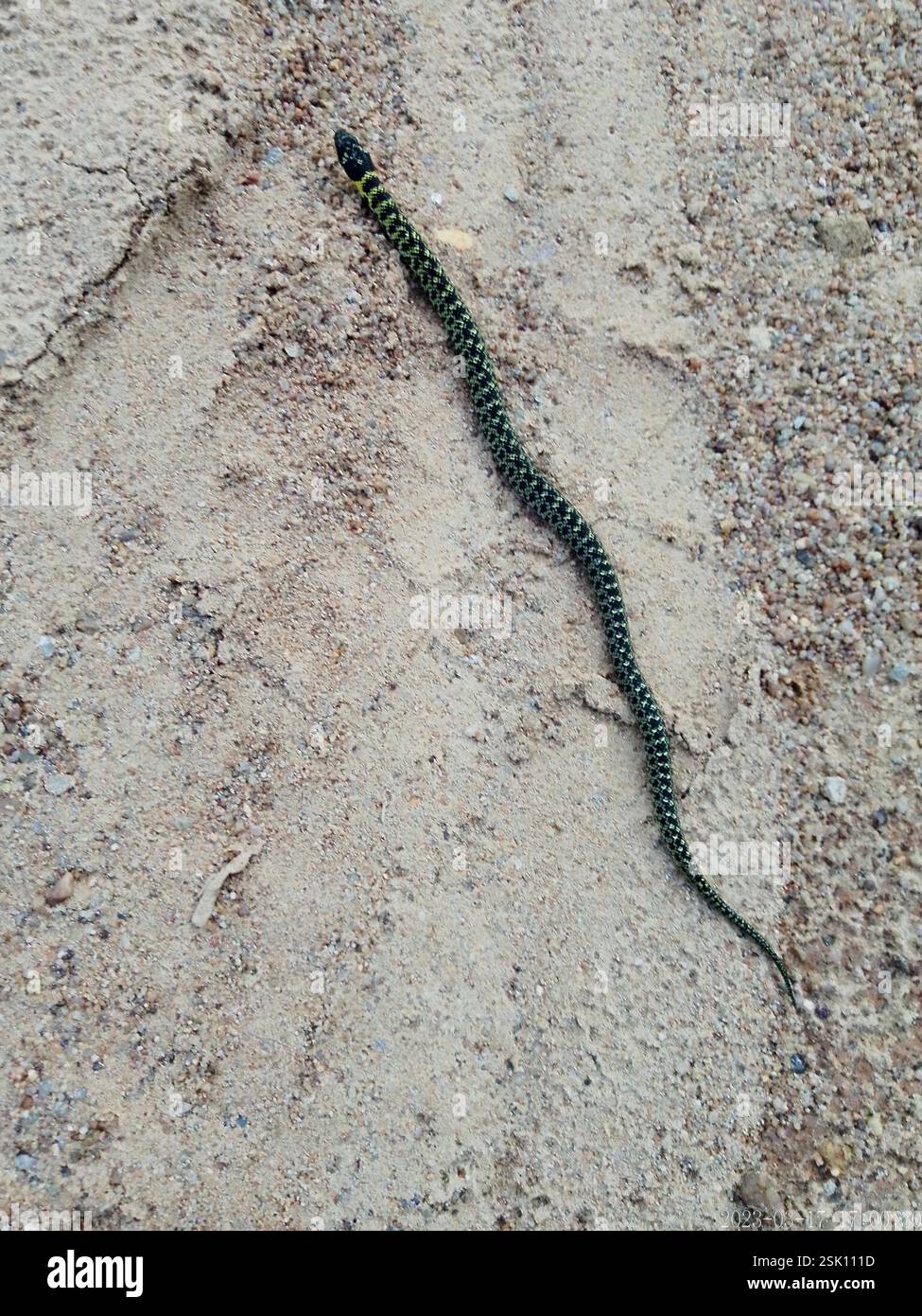 Yellow-bellied Liophis (Erythrolamprus poecilogyrus), Reptilia, 37000 ...
