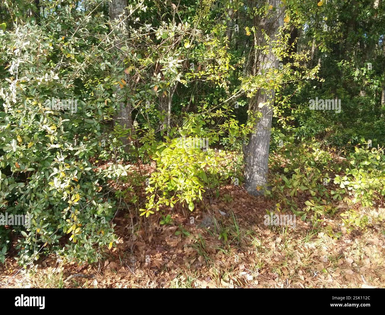 water oak (Quercus nigra), Plantae, Windsor Forest, Savannah, GA, USA ...