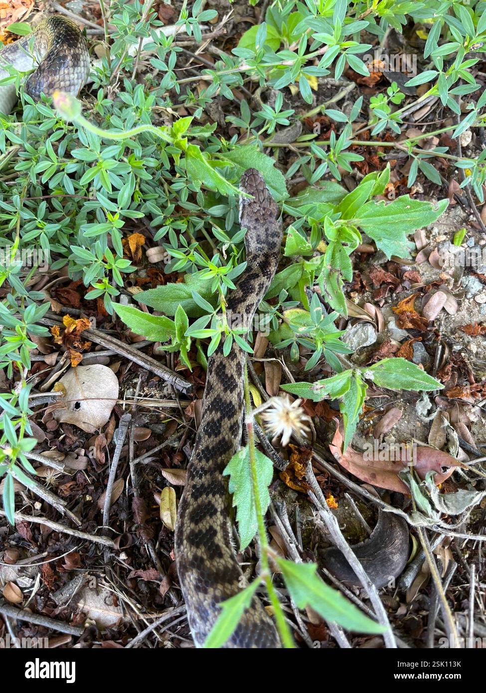 Spotted Python (Antaresia maculosa), Reptilia, Discovery Dr, Douglas ...