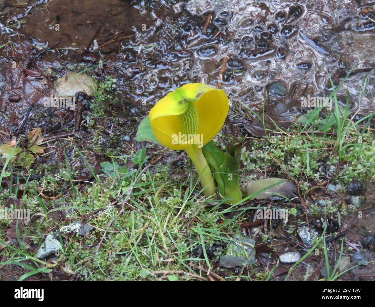 western skunk cabbage (Lysichiton americanus), Plantae, Capital, BC ...