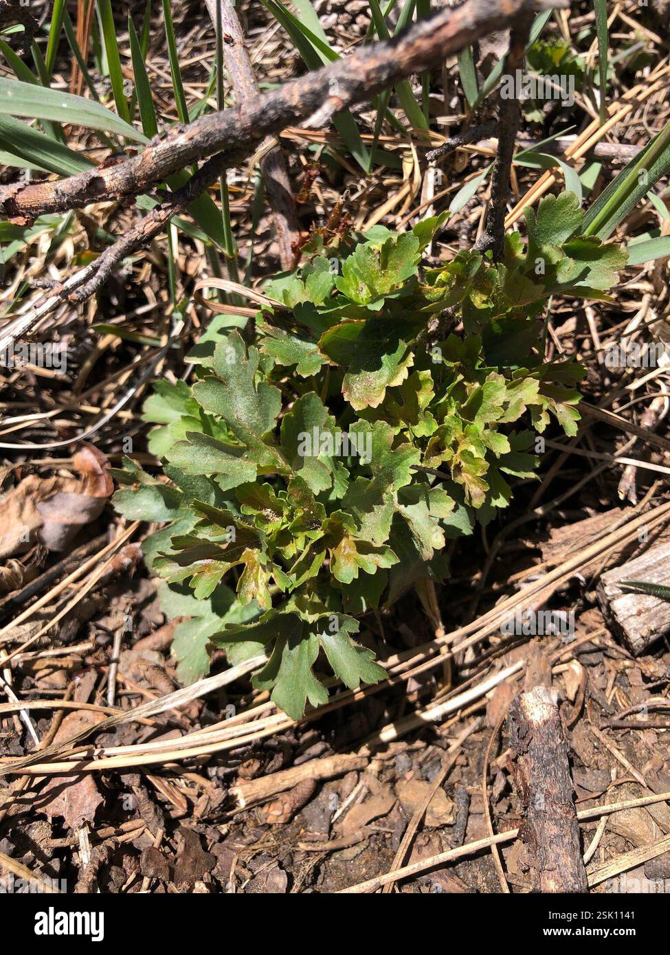 plants (Plantae), Plantae, Prescott National Forest, Prescott, AZ, US ...