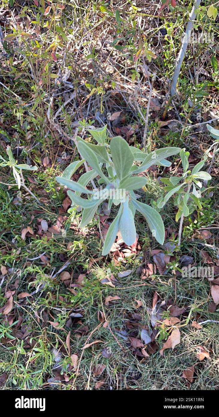 sea ox-eye (Borrichia frutescens), Plantae, Monroe County Stock Photo ...