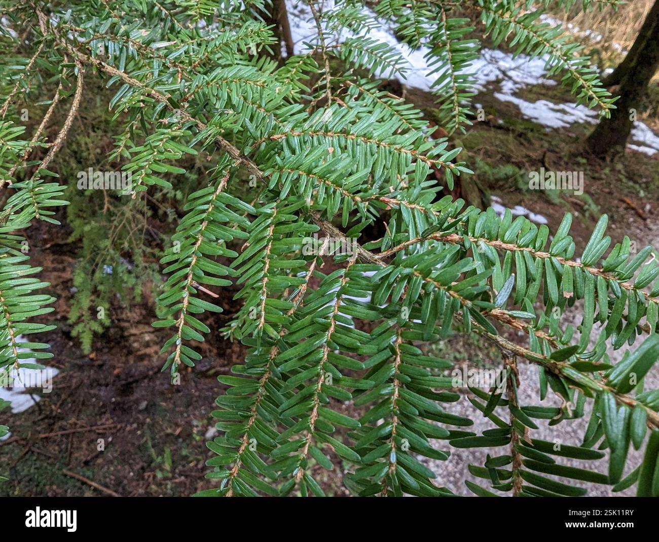 western hemlock (Tsuga heterophylla), Plantae, Vancouver, BC V6G ...