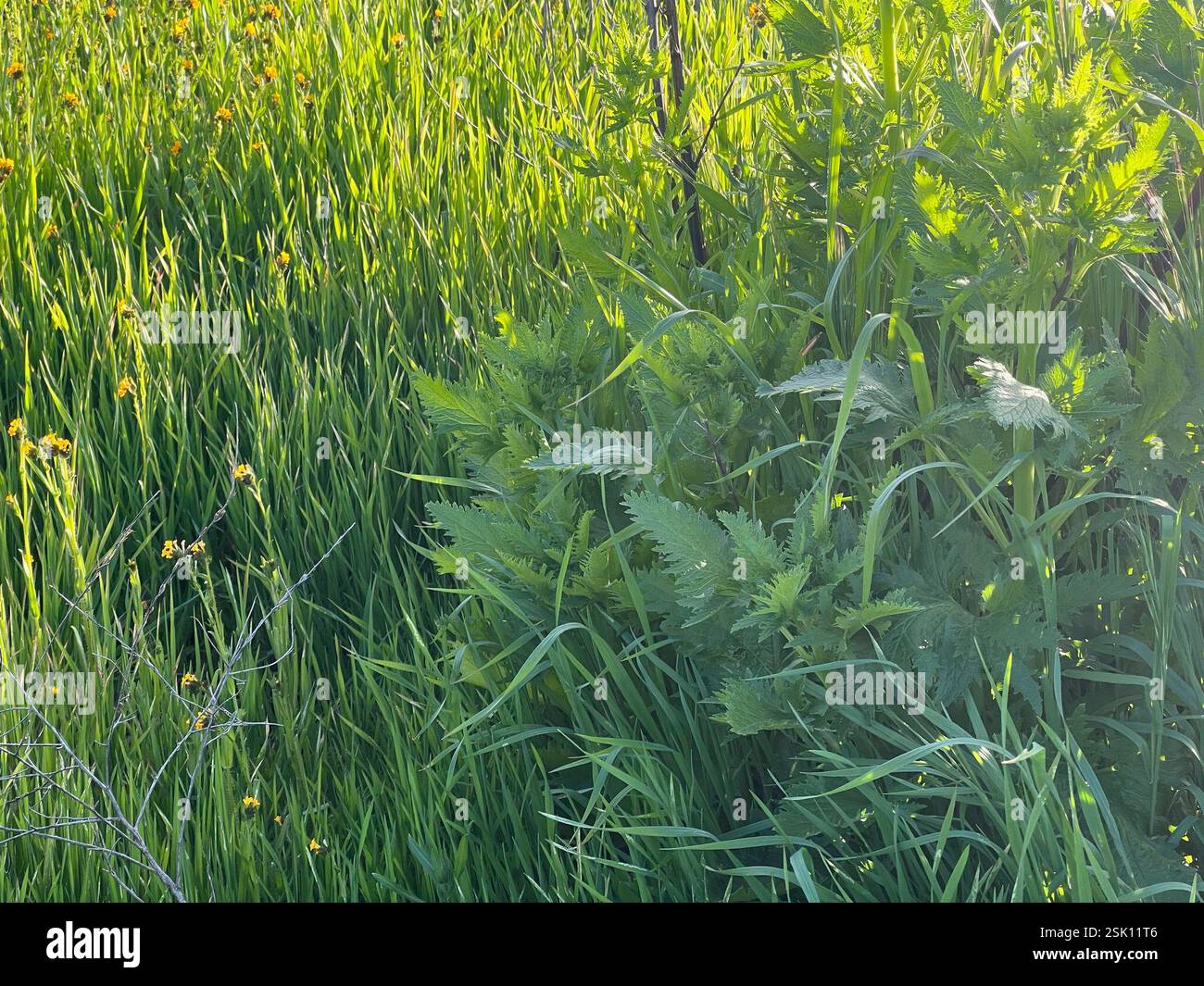 California beeplant (Scrophularia californica), Plantae, Irvine, CA ...