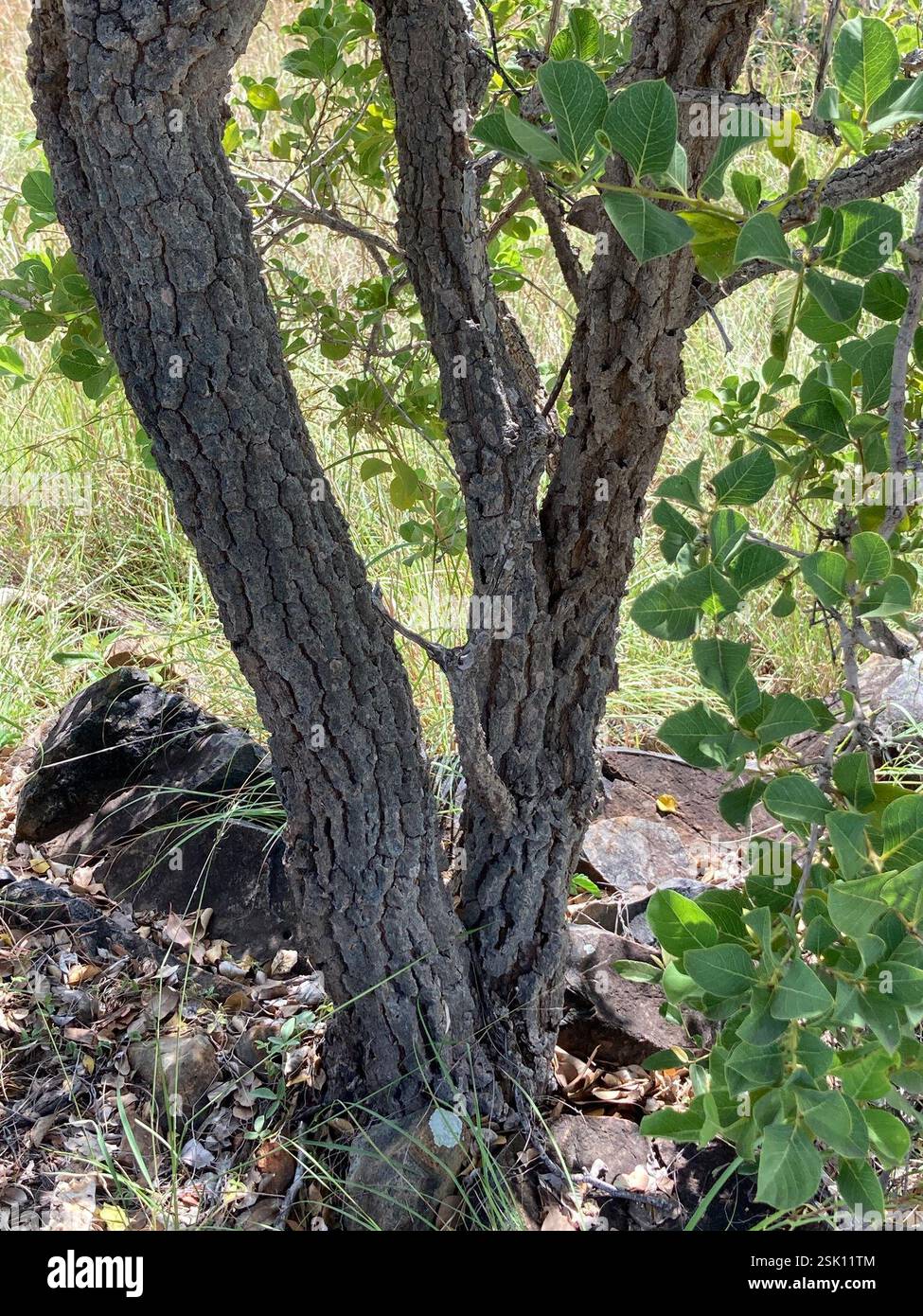 Medicine Bush (Coelospermum reticulatum), Plantae, Stanwell Power ...