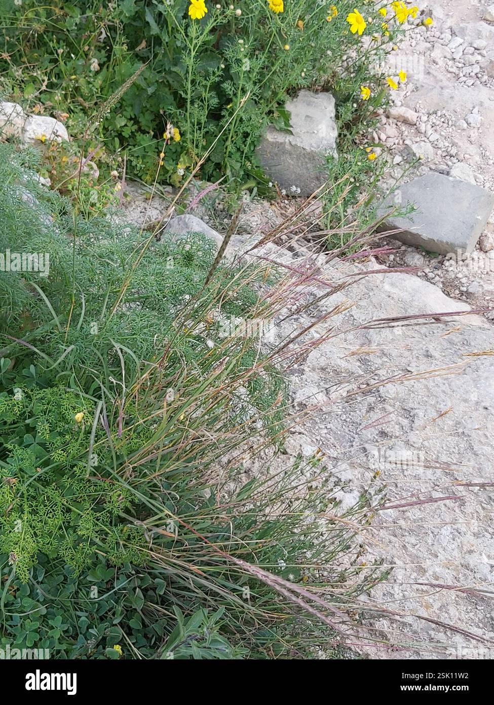 thatching grass (Hyparrhenia hirta), Plantae, W9XJ+7JW, San Polo Bėjus ...