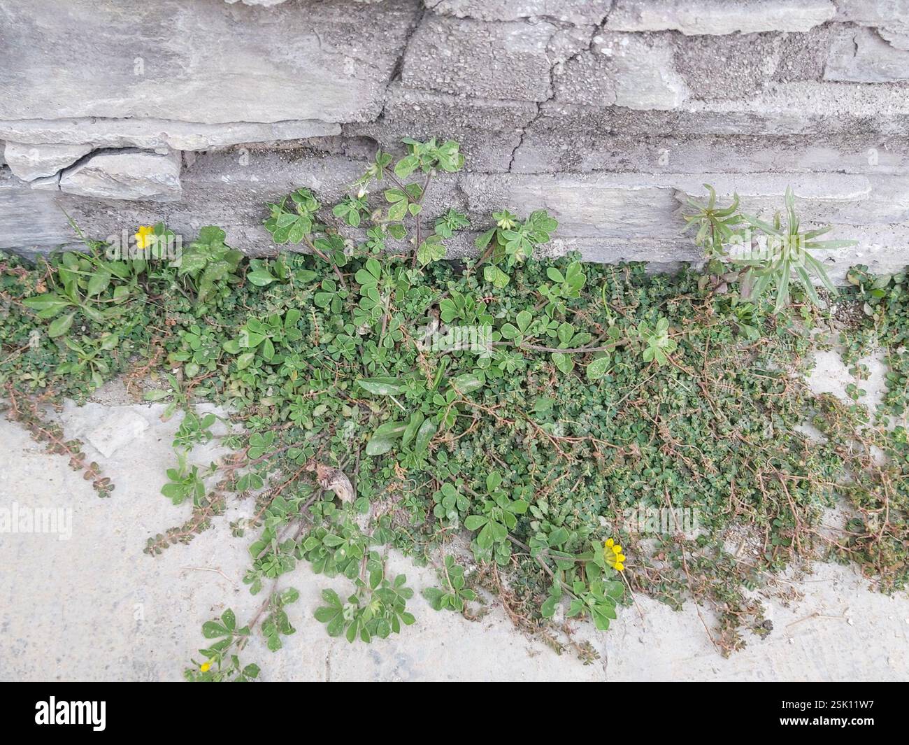 Southern Bird's-foot-trefoil (Lotus ornithopodioides), Plantae ...