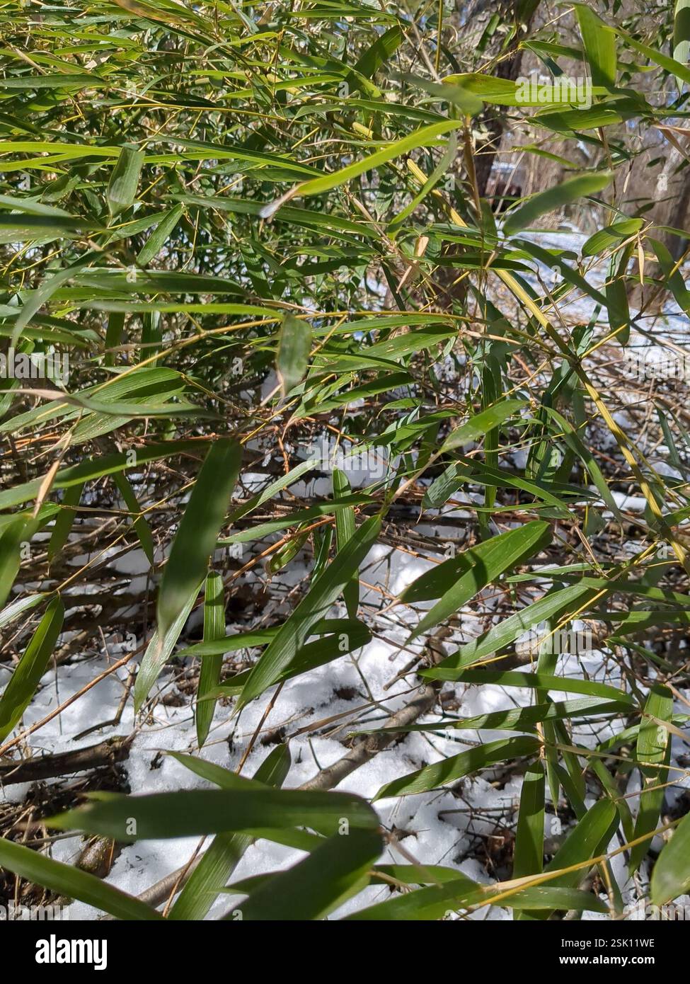Yellow groove bamboo (Phyllostachys aureosulcata), Plantae, East ...