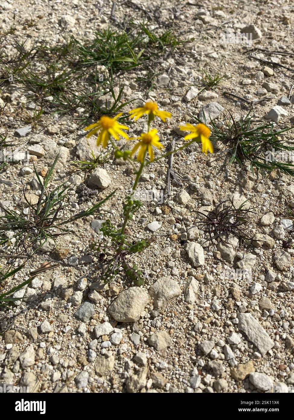 Great Plains Ragwort (Packera tampicana), Plantae, County Road 202 ...