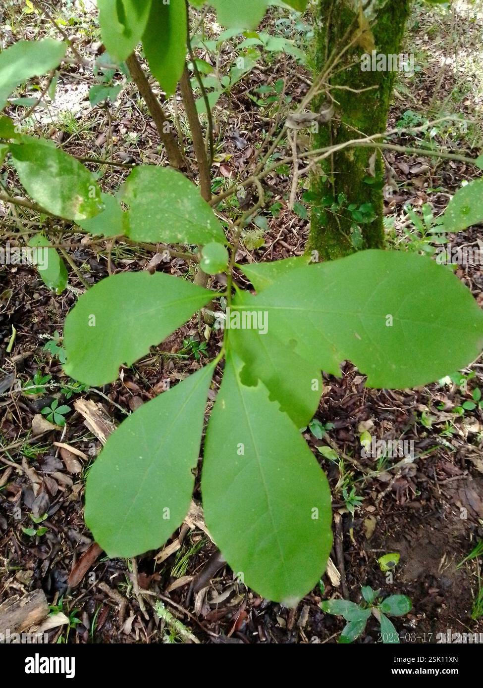 southern raintree (Brunfelsia australis), Plantae, 37000 Departamento ...