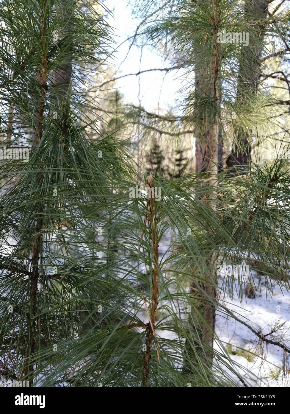 Siberian pine (Pinus sibirica), Plantae, Иркутская обл., Россия, 665490 ...