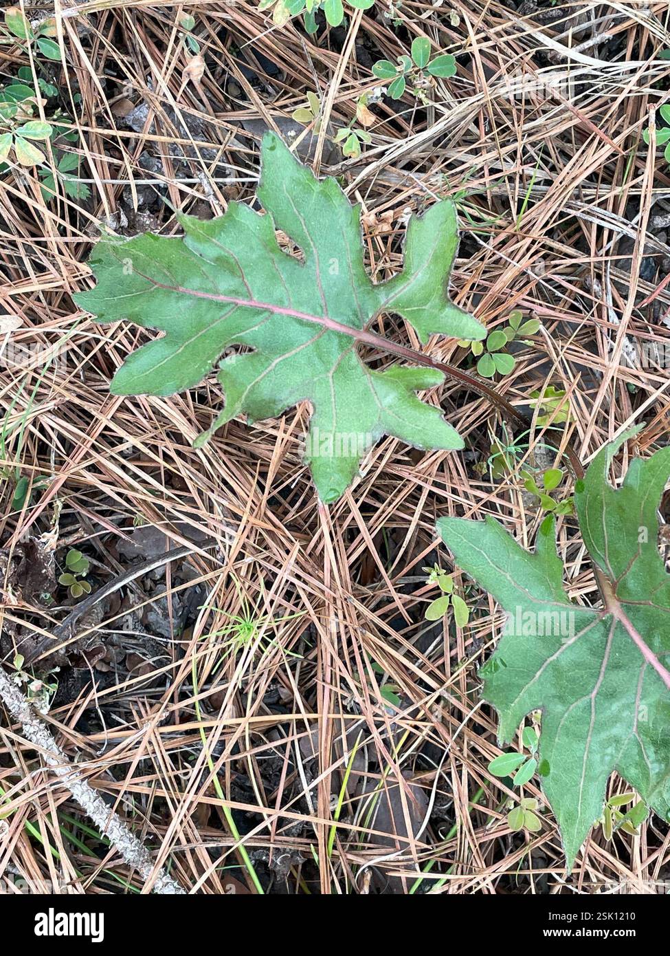 Kidney-leaf Rosinweed (Silphium compositum), Plantae, North Carolina ...