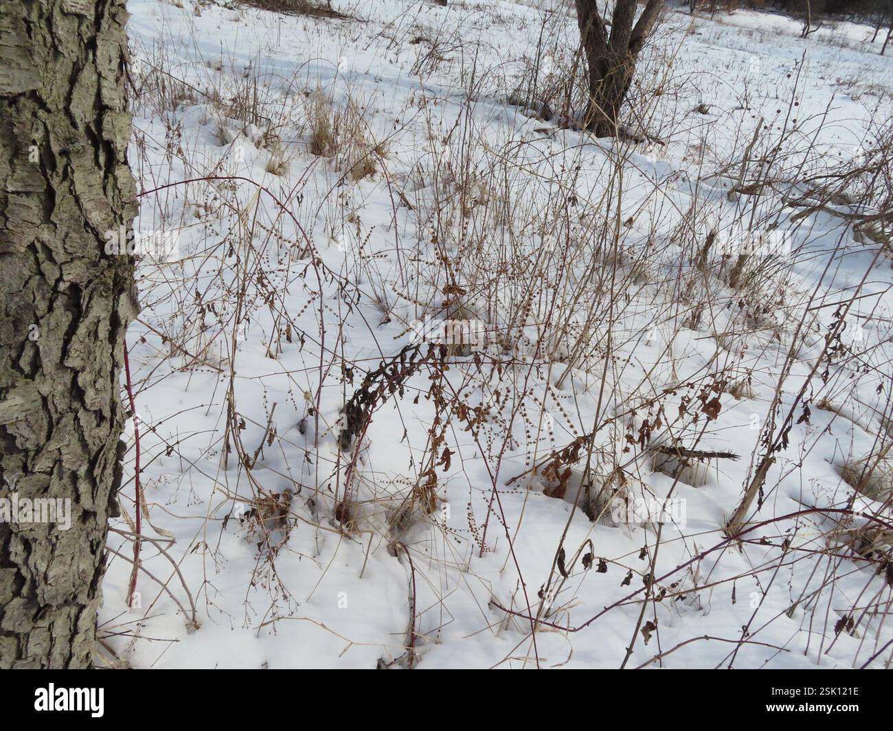 virginia stickseed (Hackelia virginiana), Plantae, Dane, Wisconsin ...