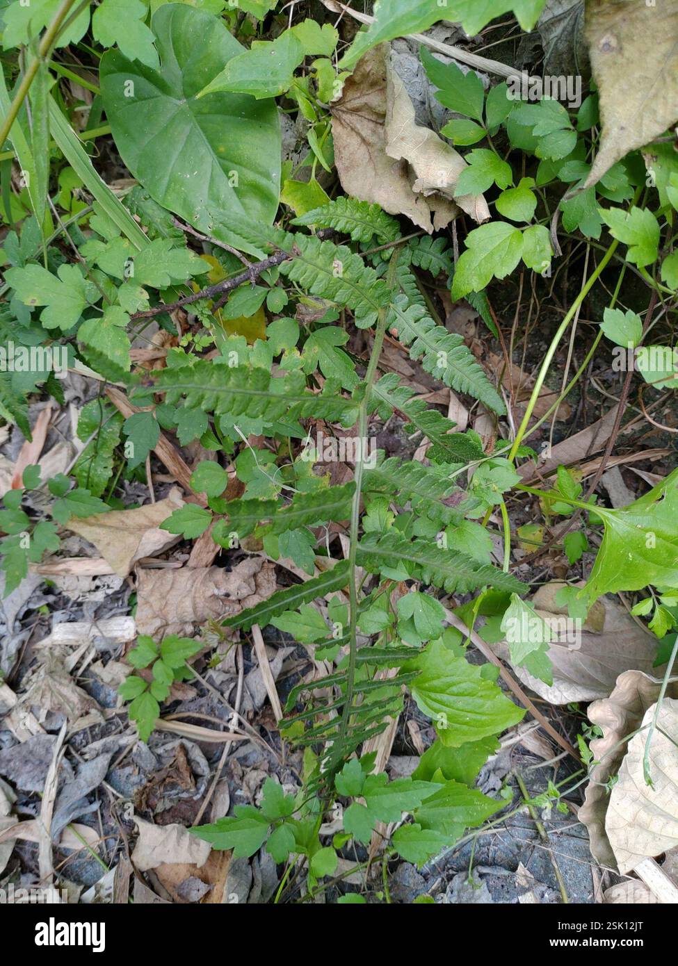 Japanese lady fern hi-res stock photography and images - Alamy