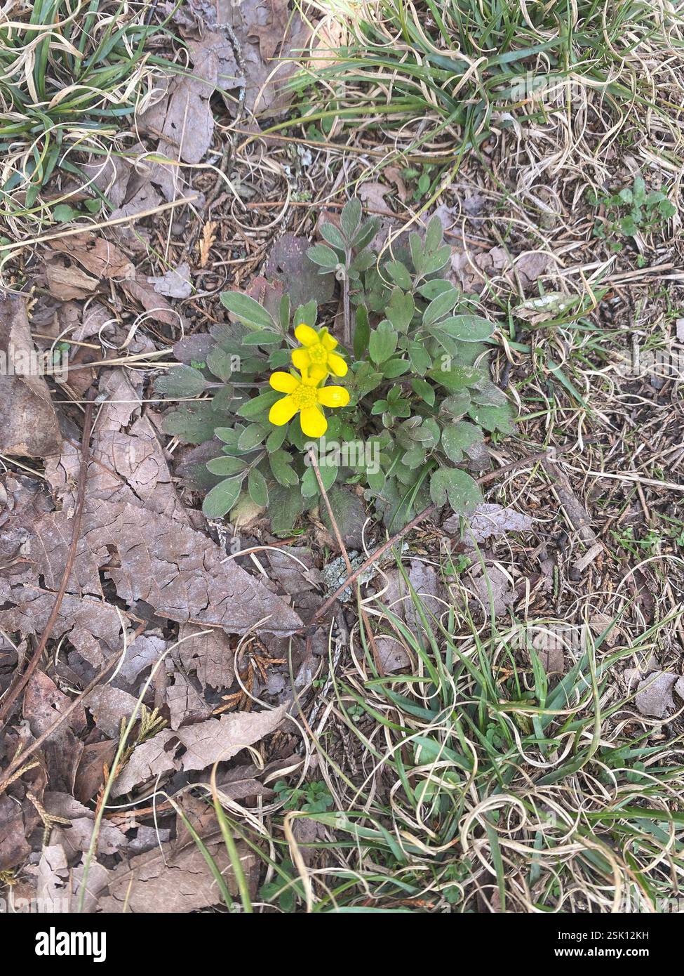 Early Buttercup (Ranunculus fascicularis), Plantae, N Jackson Hwy ...