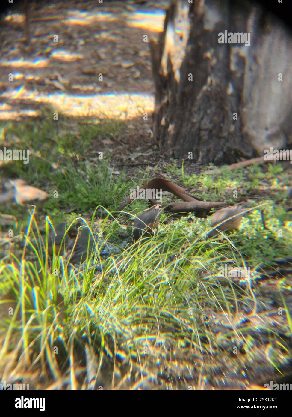 American Robin (Turdus migratorius), Aves, 22430 Tijuana, Baja ...