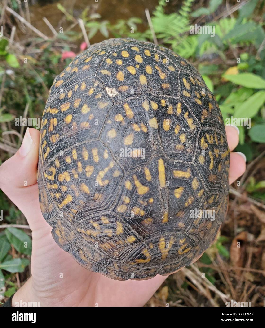 Gulf Coast Box Turtle (Terrapene carolina major), Reptilia, Florida, US ...