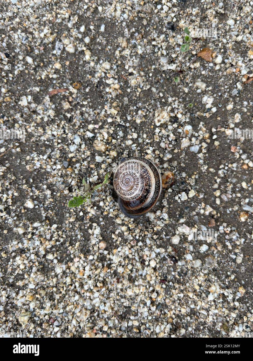 Milk Snail (Otala lactea), Mollusca, Santa Monica Mountains, Malibu, CA ...