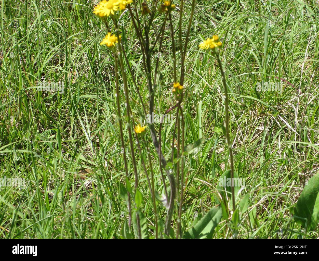 woolly ragwort (Packera dubia), Plantae, Savannah, GA, USA, I love ...