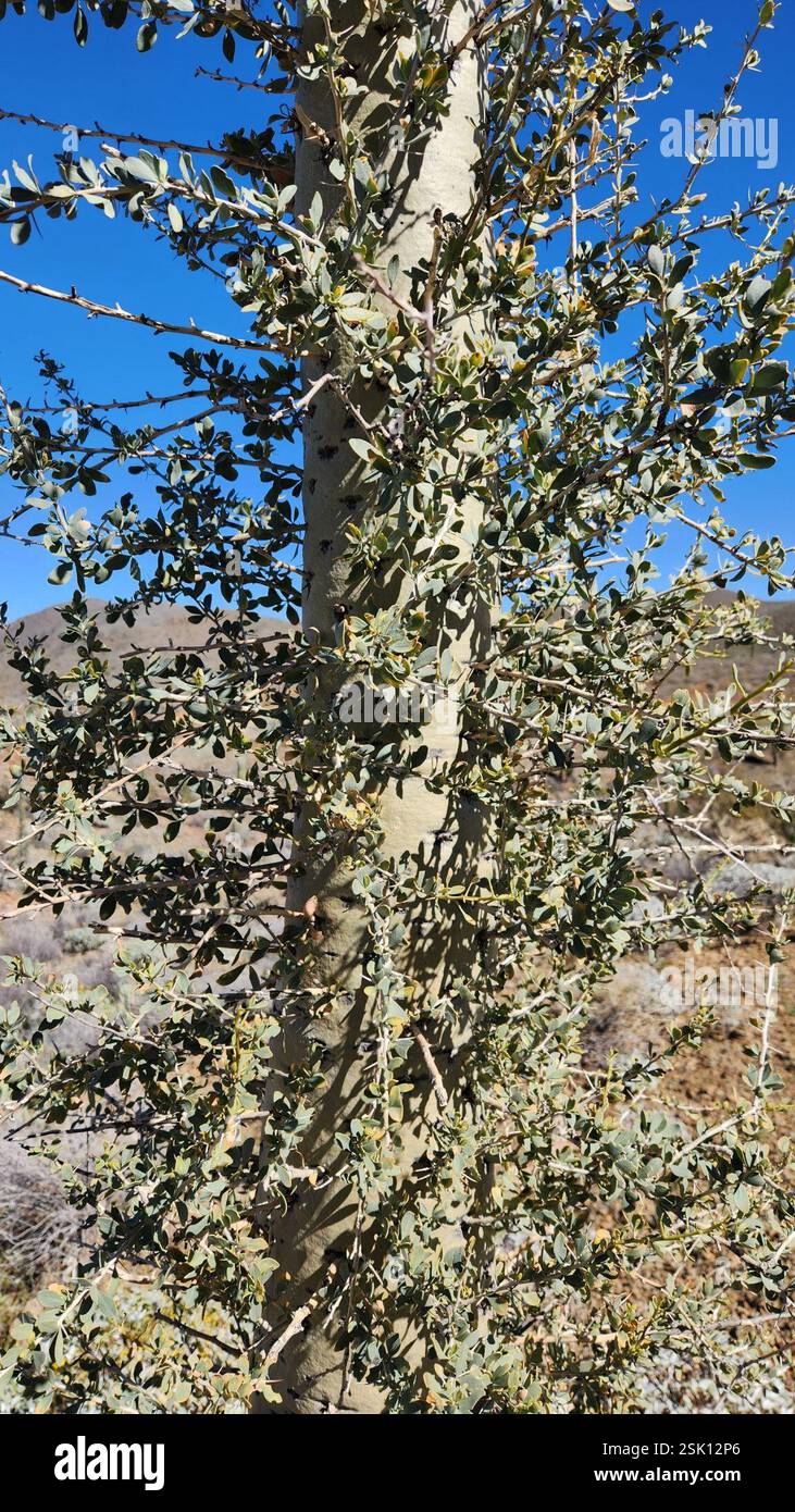 Boojum tree (Fouquieria columnaris), Plantae, Ensenada, MX-BN, MX Stock Photo - Alamy