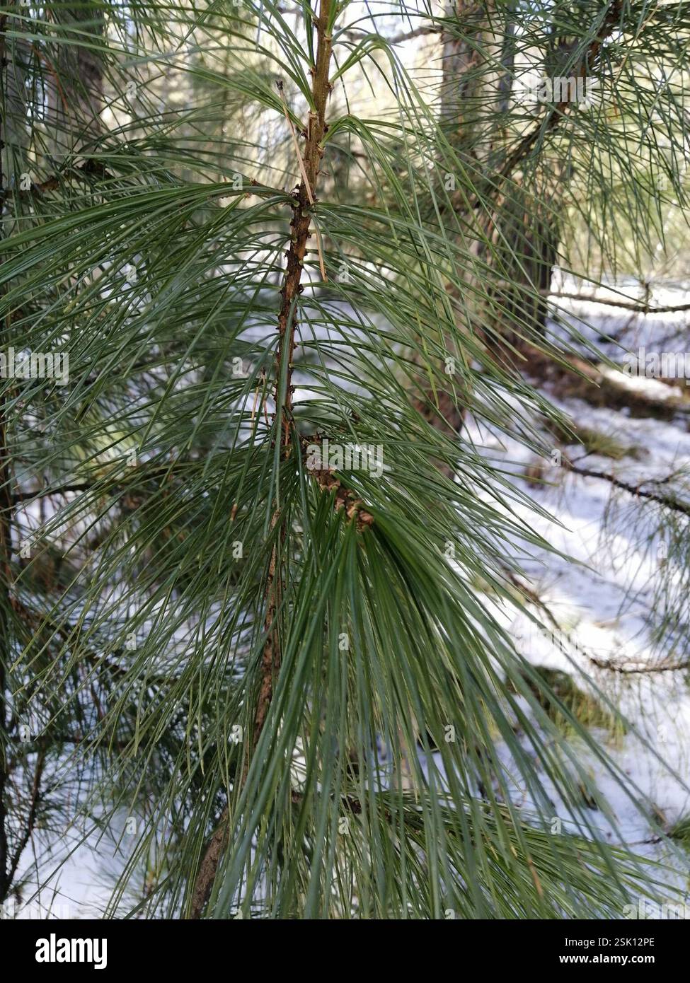 Siberian pine (Pinus sibirica), Plantae, Иркутская обл., Россия, 665490 ...