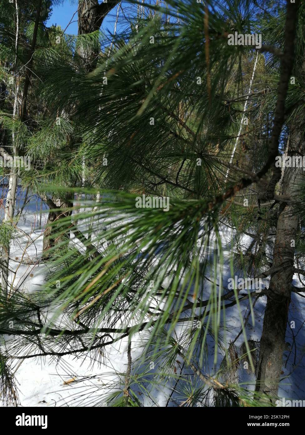 Siberian pine (Pinus sibirica), Plantae, Иркутская обл., Россия, 665490 ...