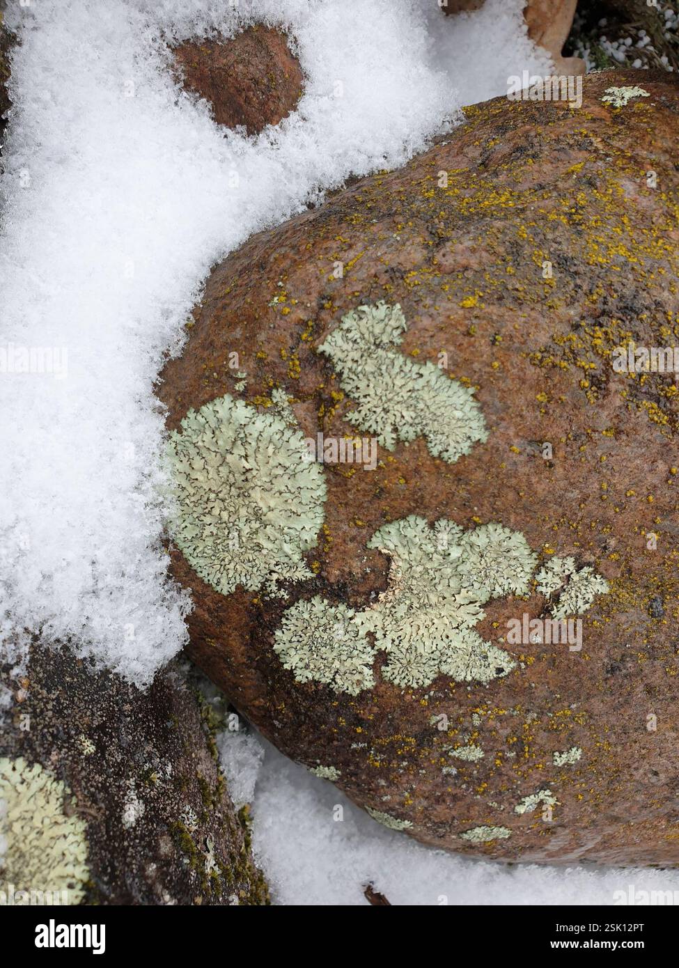 typical shield lichens (Parmelioideae), Fungi, Baltimore, ON K0K 1C0 ...