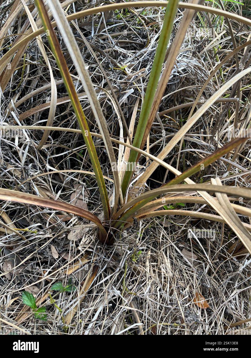 Swamp Sawgrass (Cladium mariscus), Plantae, Florida, US Stock Photo - Alamy