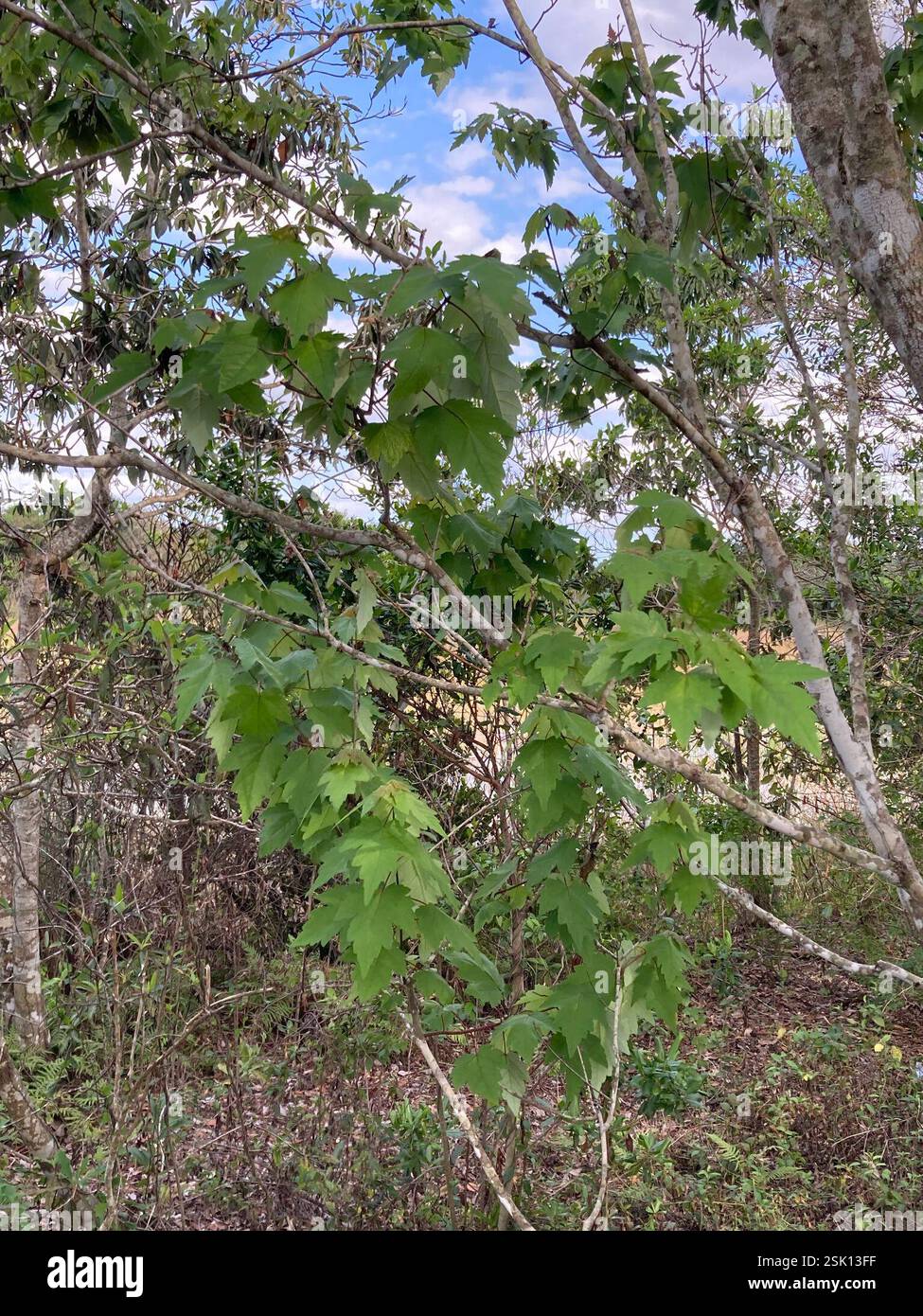 red maple (Acer rubrum), Plantae, Chapel Trail Park Nature Preserve ...