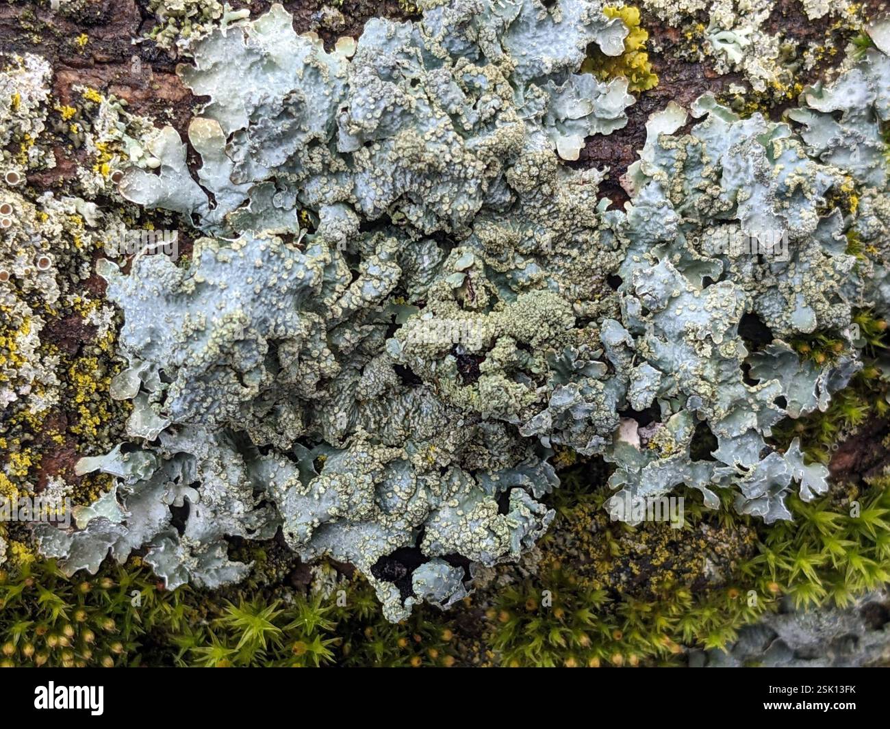 typical shield lichens (Parmelioideae), Fungi, Goderich, ON N7A 3Y1 ...