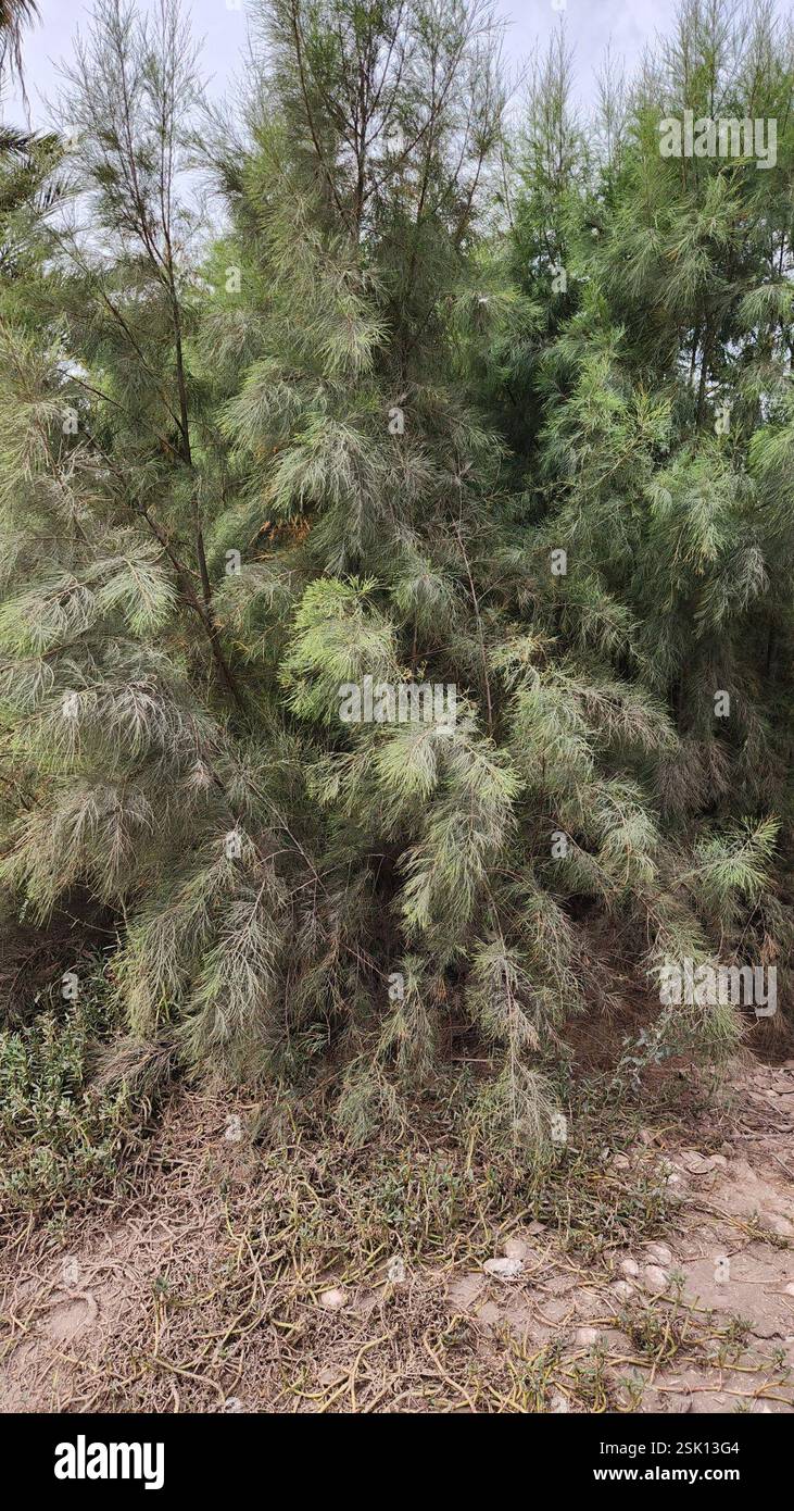 athel tamarisk (Tamarix aphylla), Plantae, Loreto, MX-BS, MX Stock ...