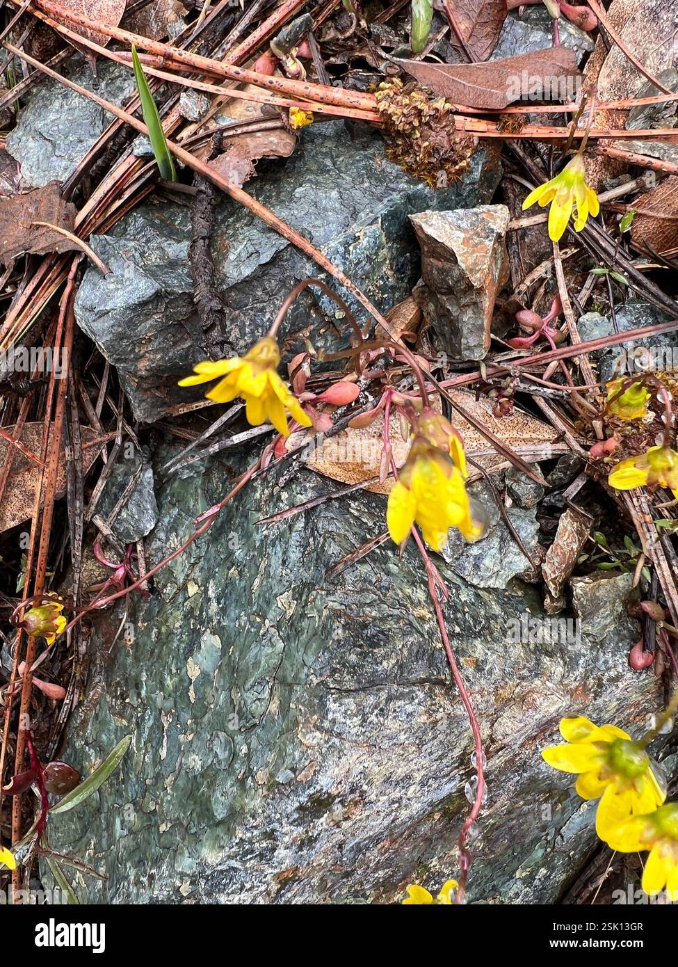spring gold (Crocidium multicaule), Plantae, Josephine County, OR, USA ...