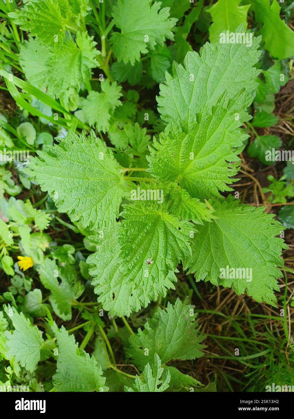great stinging nettle (Urtica dioica), Plantae, St Peter's Church ...