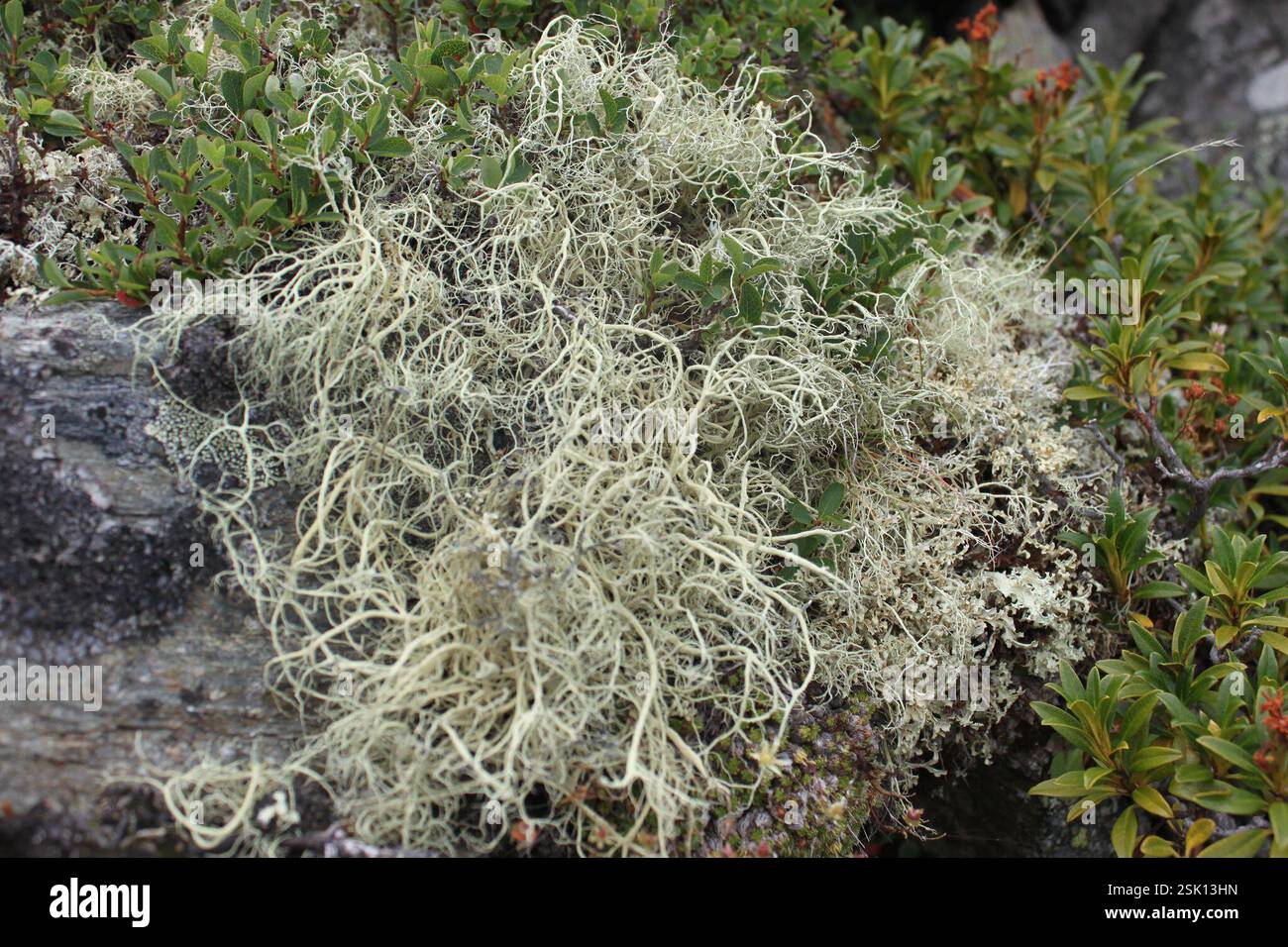 Witch's Hair Lichens (Alectoria), Fungi, Orsières, Suisse Stock Photo ...