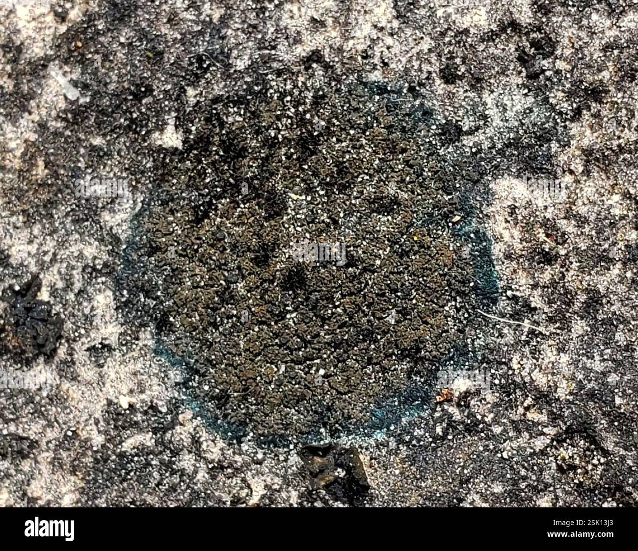 Blackthread Lichen (Placynthium nigrum), Fungi, Mount Nemo Conservation ...