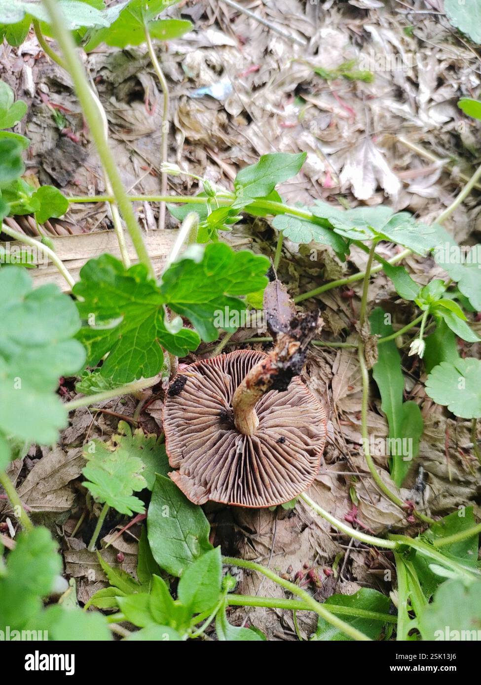 Chip Cherries (Leratiomyces ceres), Fungi, Oxford St & Hearst Av, Berkeley, CA 94704, USA Stock ...