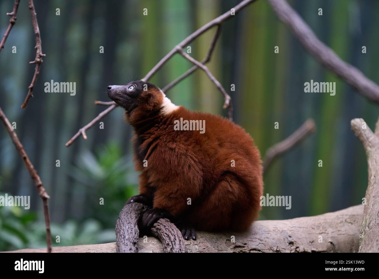 Red ruffed lemur on a limb Stock Photo - Alamy