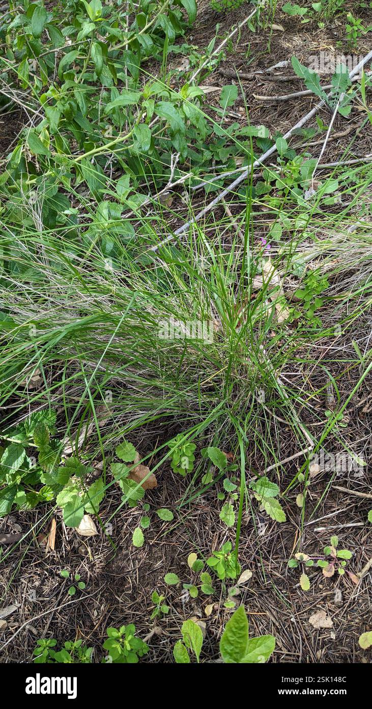 foothill needle grass (Nassella lepida), Plantae, Westwood, Los Angeles ...