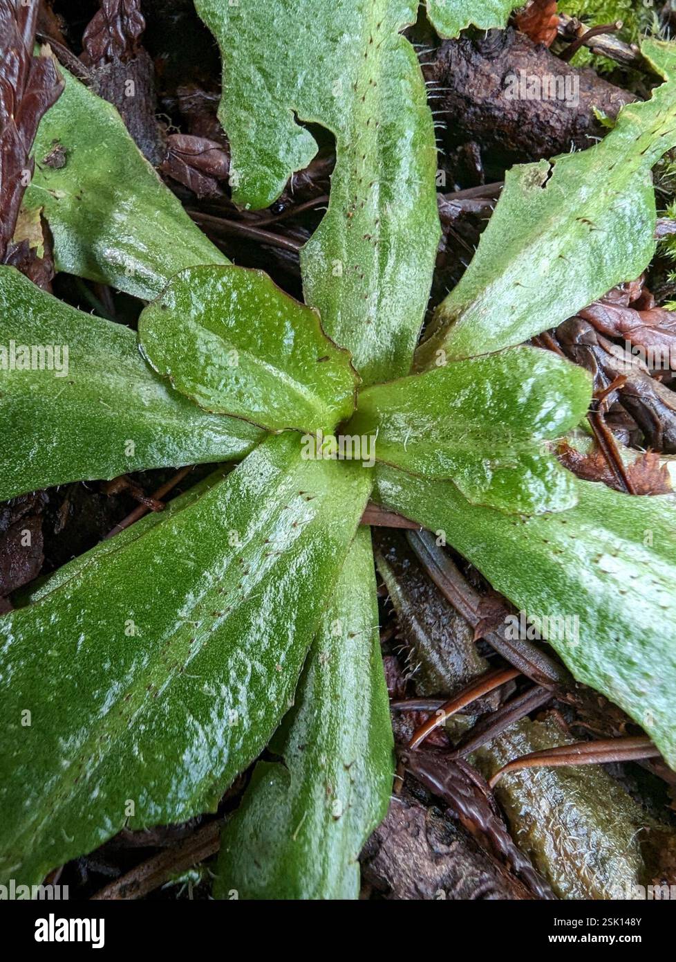 Common Cat's-ear (Hypochaeris radicata), Plantae, Vancouver, BC V6G ...
