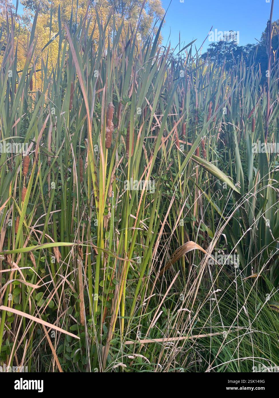 Oriental Cattail (Typha orientalis), Plantae, Ranfurly Park, Hamilton ...