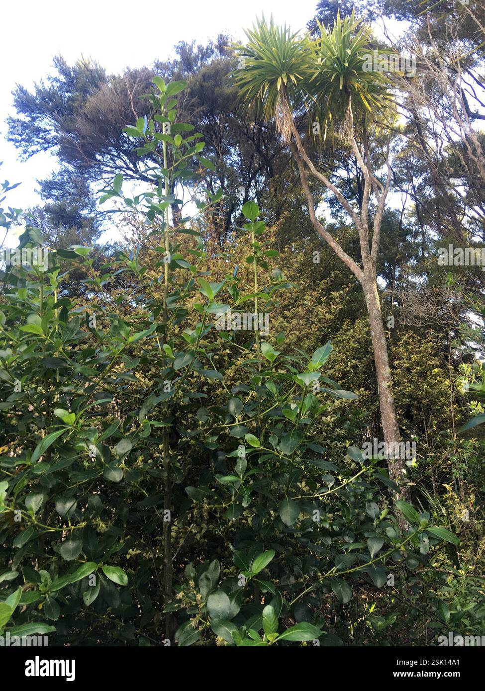 Karamū (Coprosma robusta), Plantae, GGARNLWR Gahnia Grove, Eskdale ...