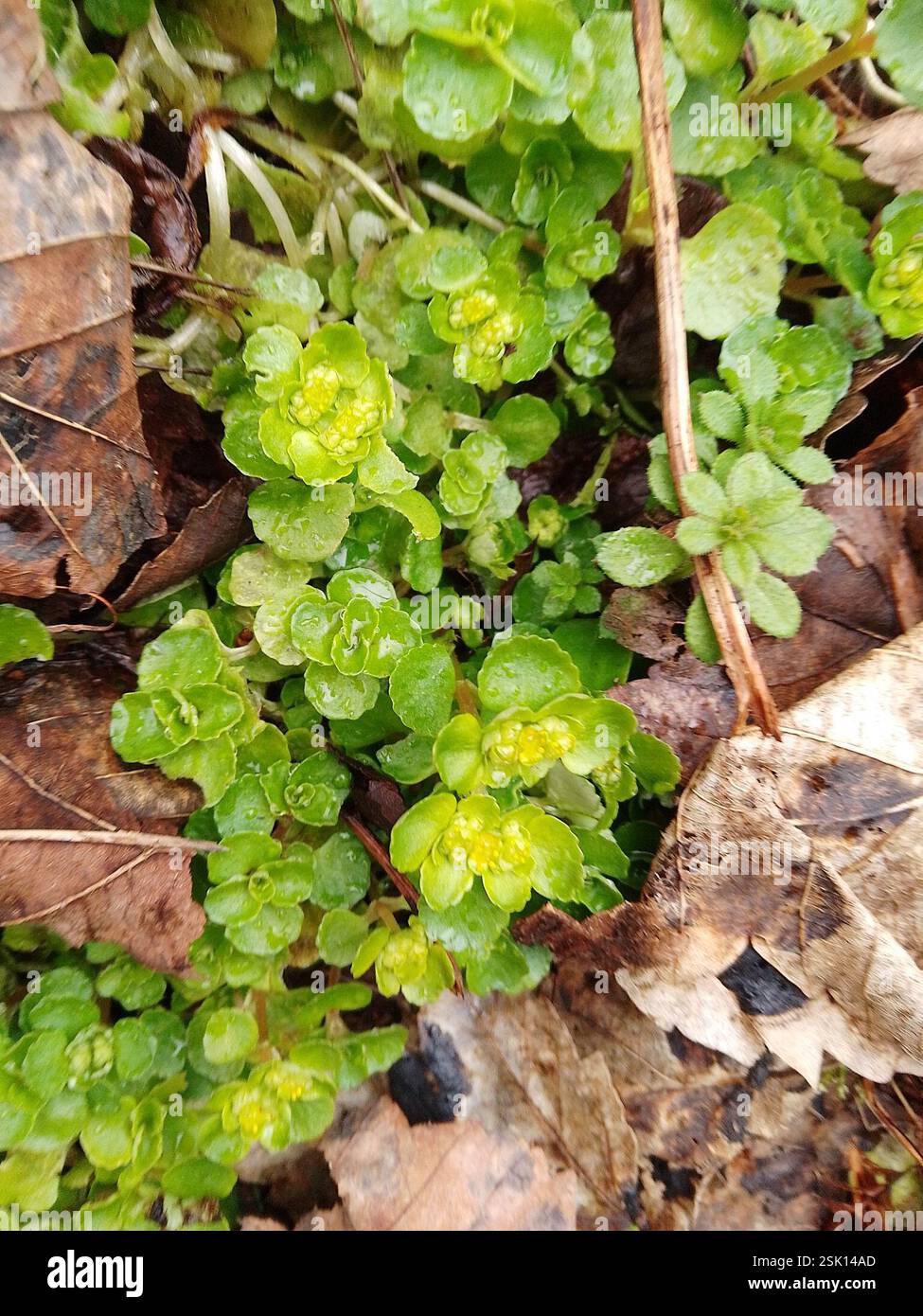 Opposite-leaved Golden-saxifrage (Chrysosplenium oppositifolium ...