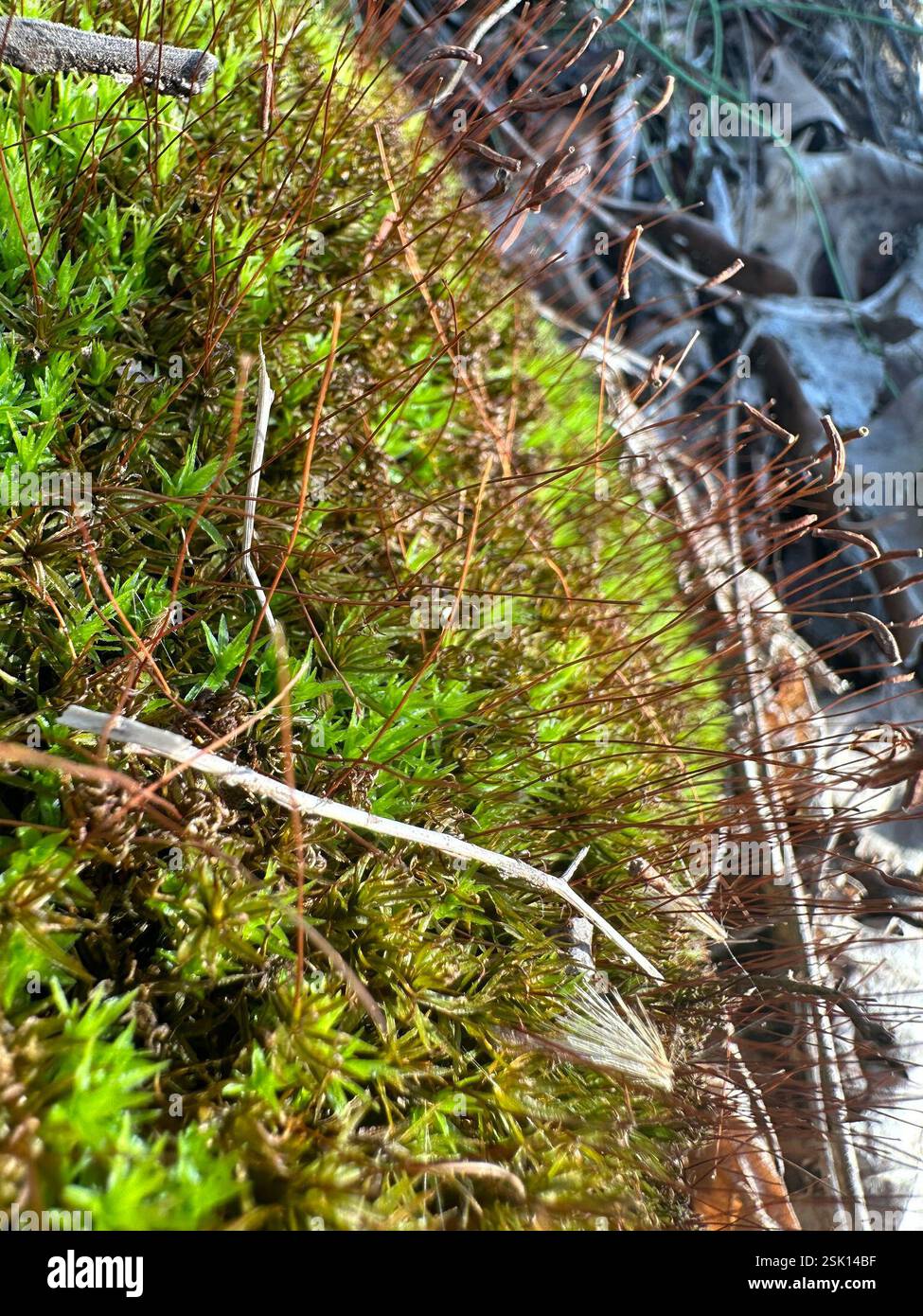 lesser smoothcap (Atrichum angustatum), Plantae, Kentucky, US Stock ...