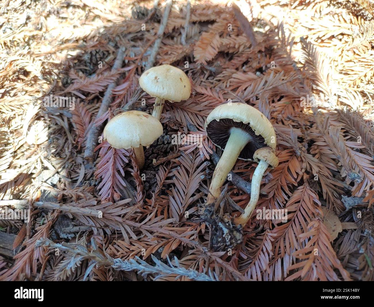 Mulch Maids (Leratiomyces percevalii), Fungi, North Gate Hall, Berkeley ...