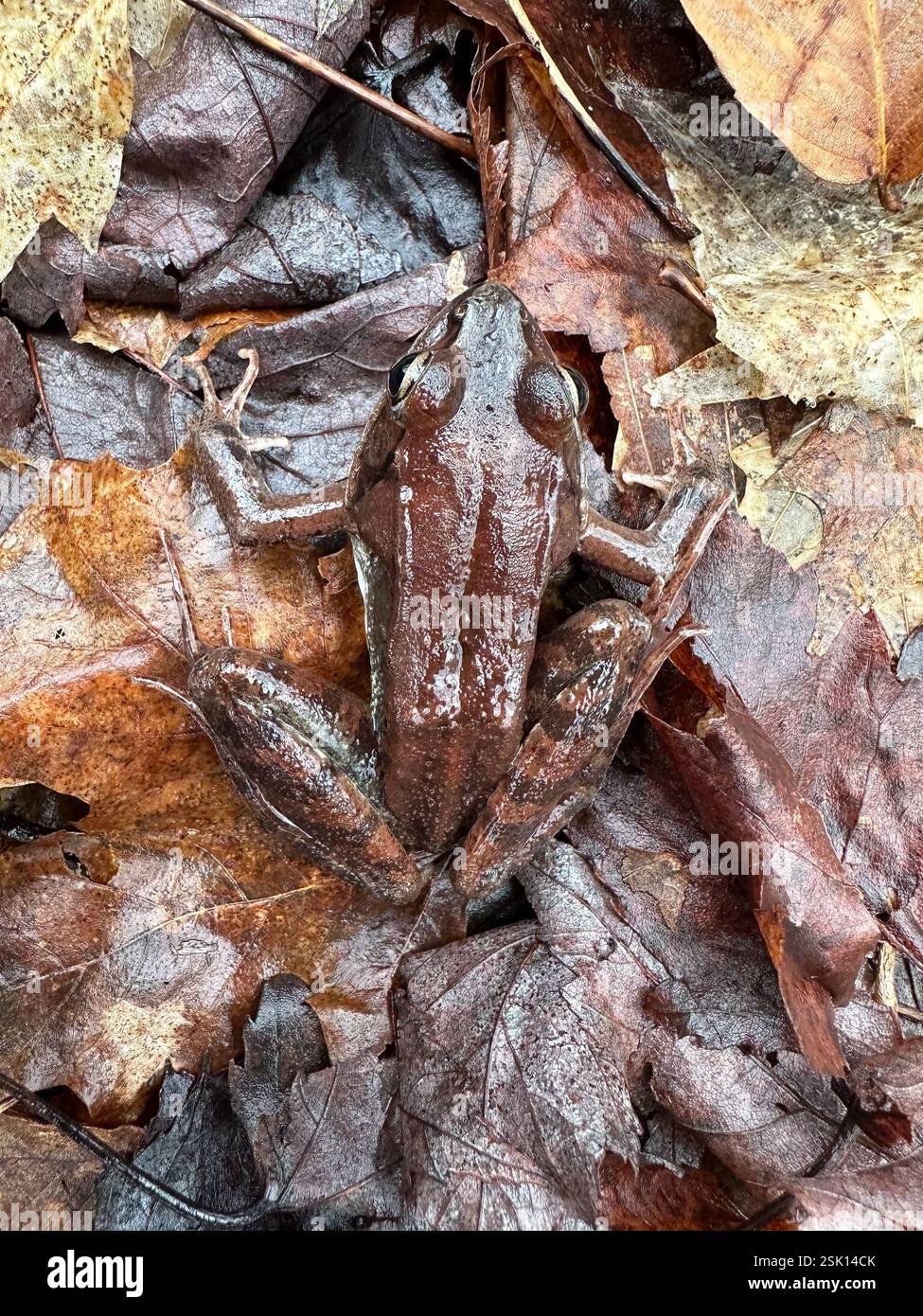 Wood Frog (Lithobates sylvaticus), Amphibia, Ohio, US Stock Photo - Alamy