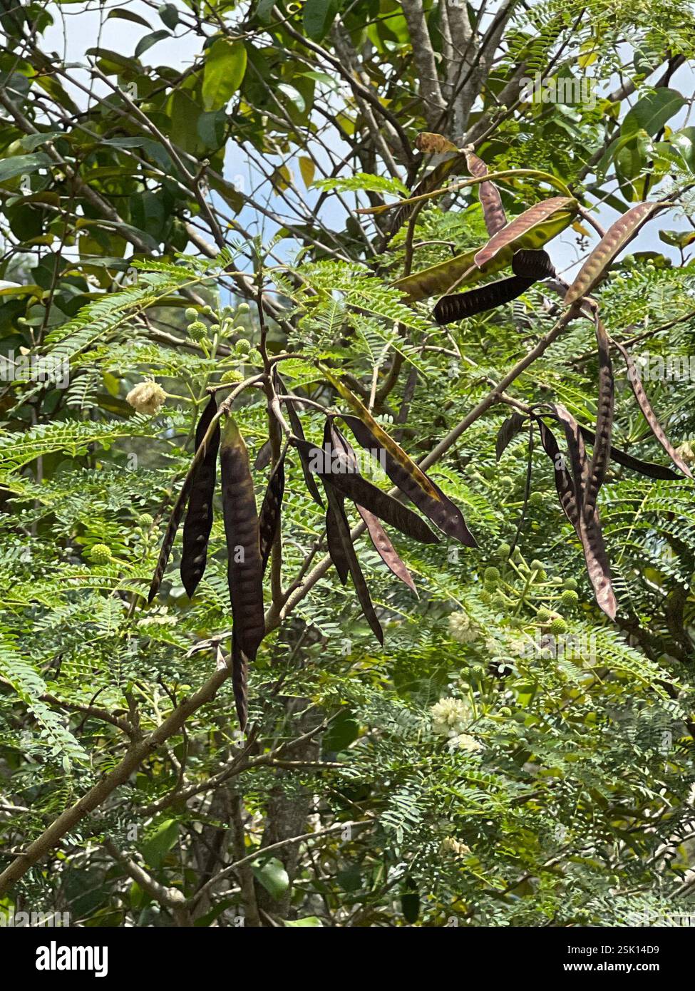 White leadtree (Leucaena leucocephala), Plantae, Kauai County, US-HI ...