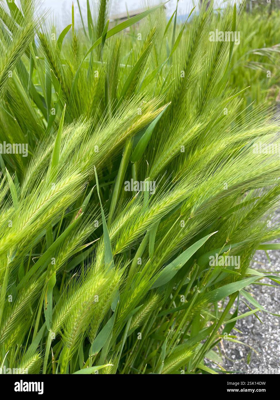 wall barley (Hordeum murinum), Plantae, Sunnyvale, CA, USA Stock Photo ...
