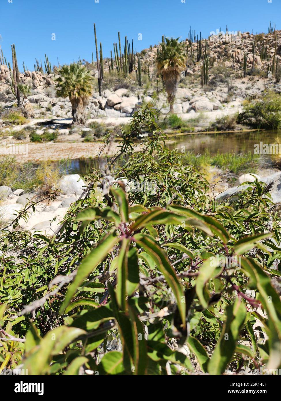 laurel sumac (Malosma laurina), Plantae, Ensenada, MX-BN, MX Stock ...