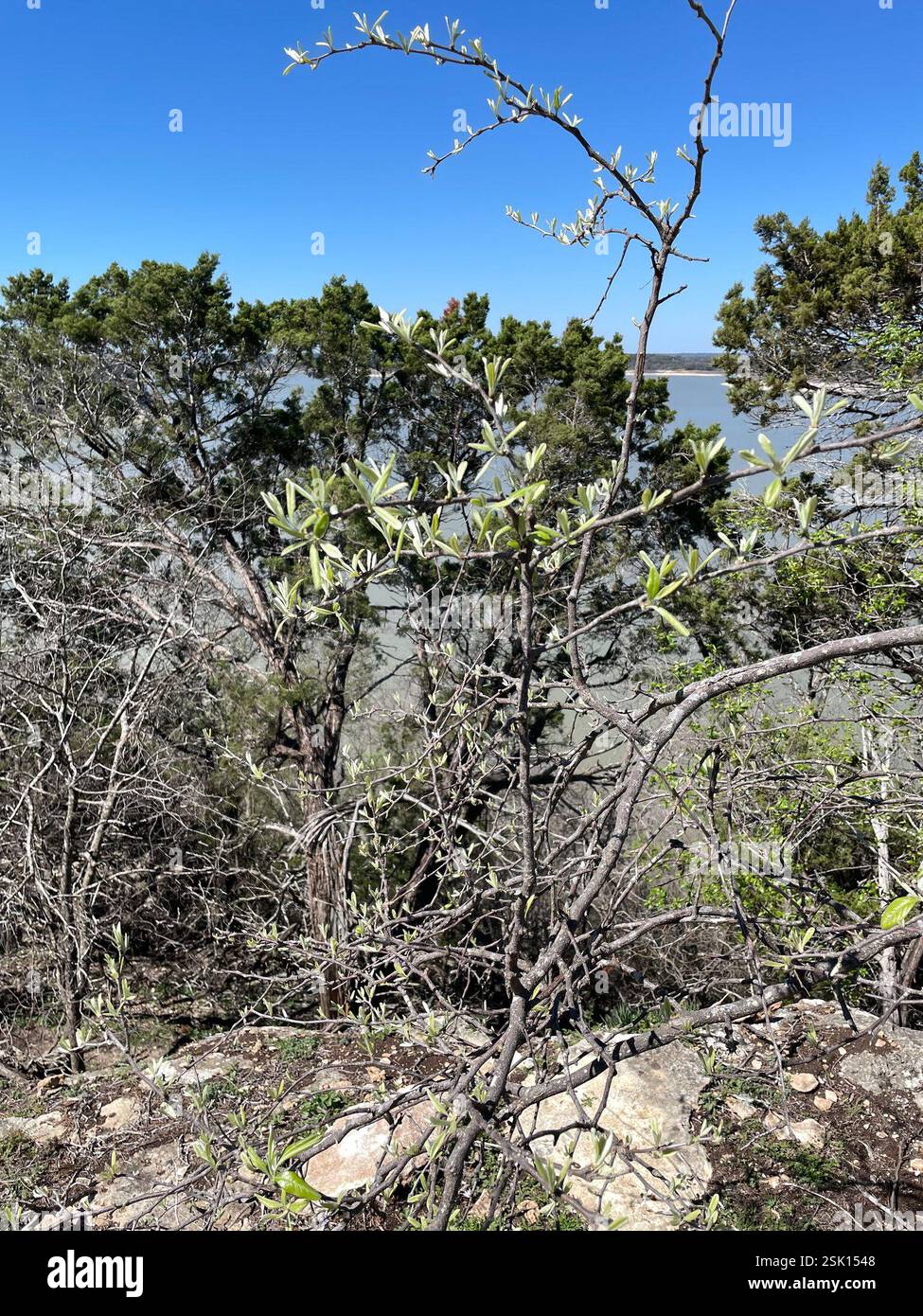 Gum bumelia (Sideroxylon lanuginosum), Plantae, Temple, TX, US Stock ...