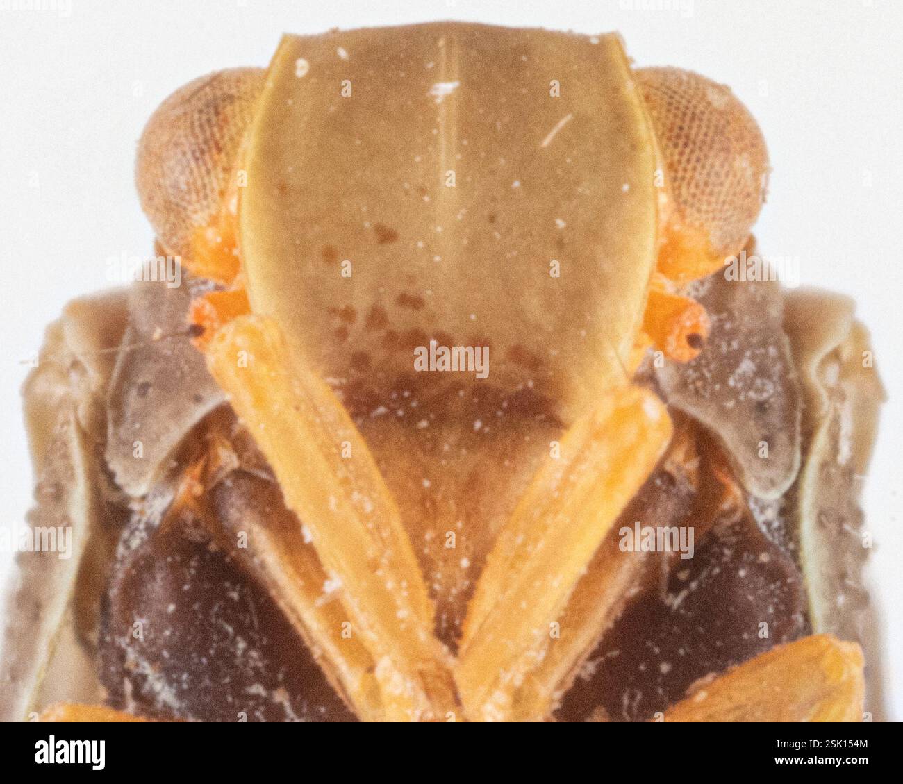 (Ormenina coffeacola), Insecta, Fonds Des Negres, Haiti, This is the ...